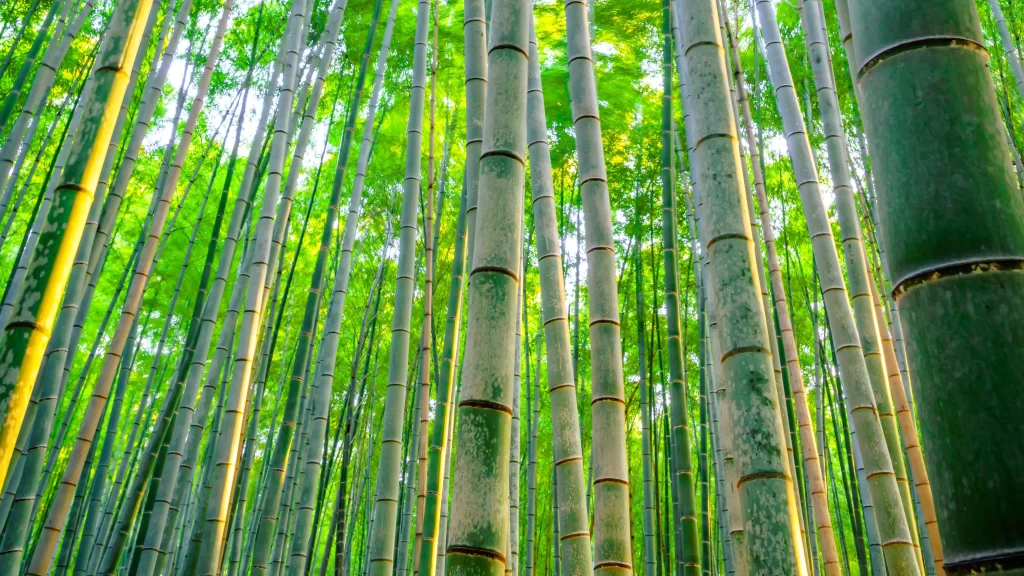 Bamboo Toilet Paper: The Eco-Friendly & Sustainable Choice